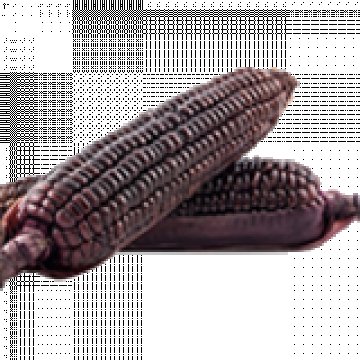 Purple corn color
